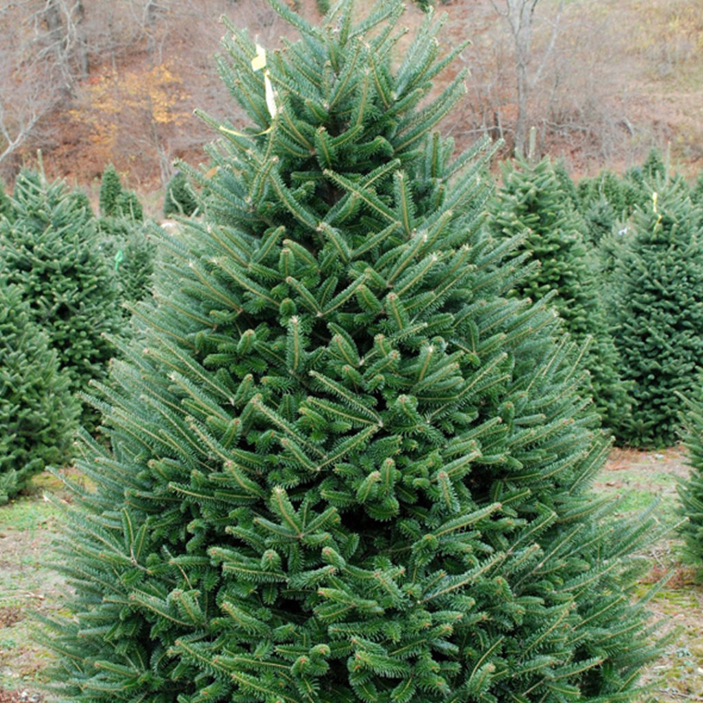 BUY NOW Northern Noble 7-8′ Complete Package | Rudolph's Christmas ...