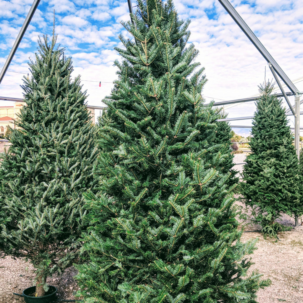 7-8′ Northern Noble – Complete Package – Rudolph's Christmas Trees Las ...